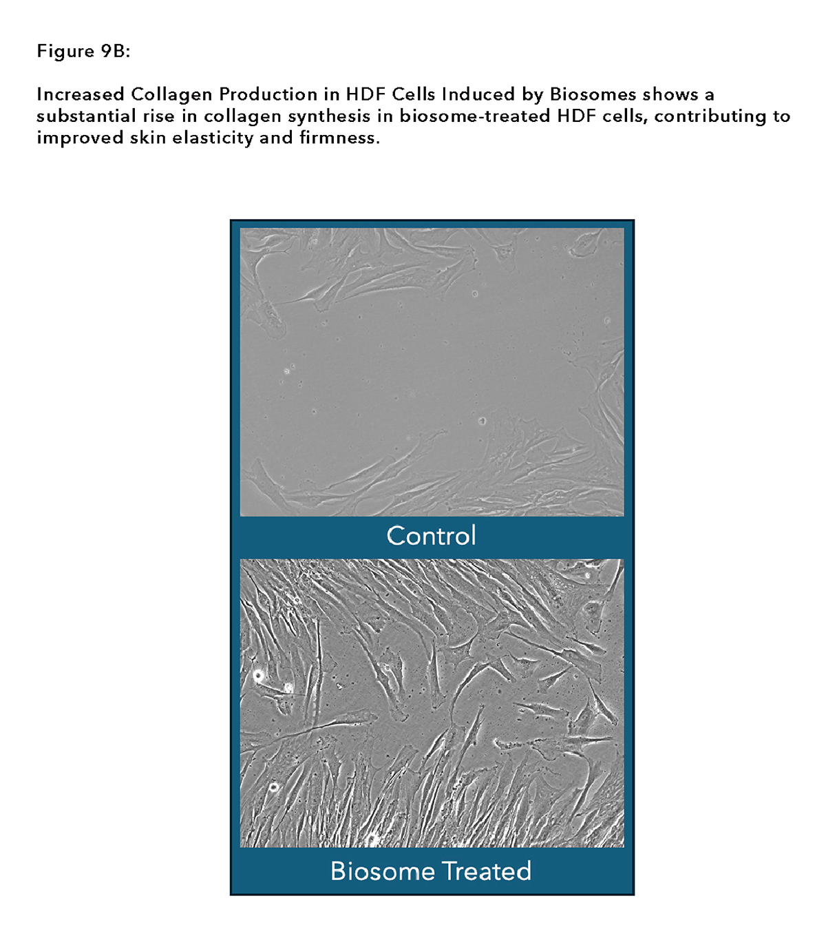 外泌體的時代：仿生幹細胞功能的熱浪來襲，你準備好正確視角了嗎？ 治玉皮膚美學診所｜皮膚專科把關 × 醫師親診，開啟專業醫美全新紀元